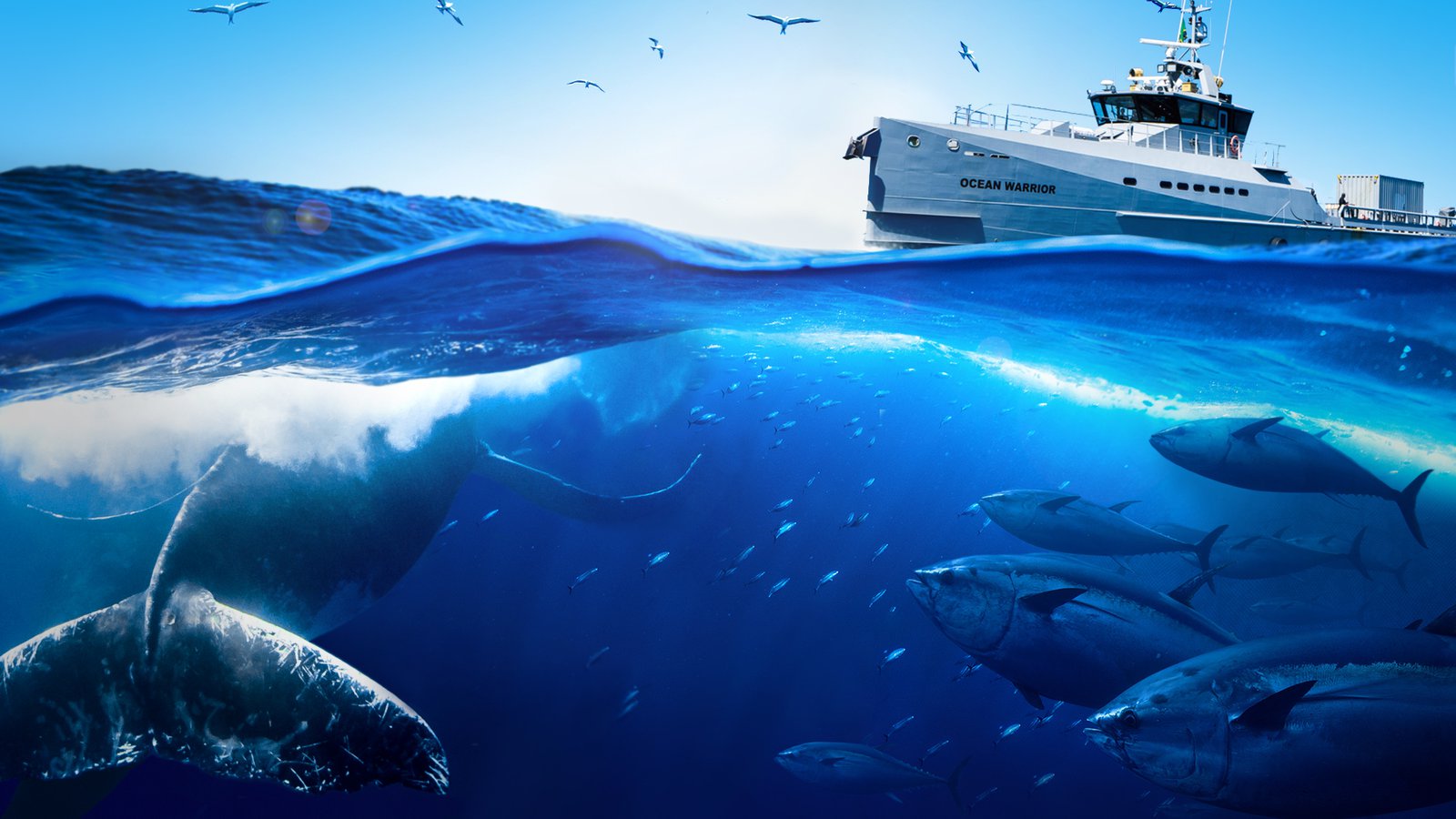 Sea Shepherd Luxembourg – Defend Conserve Protect